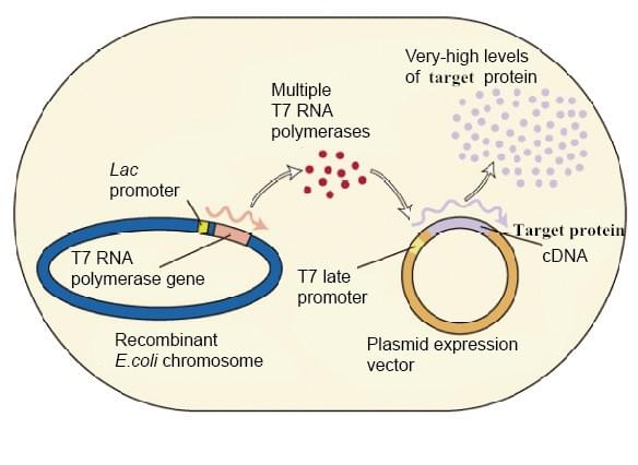 Plasmid Construction, Protein Expression and Purification - Creative Biostructure