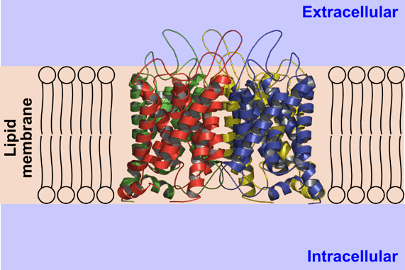 Custom Mempro™ Membrane Protein Services Creative Biostructure