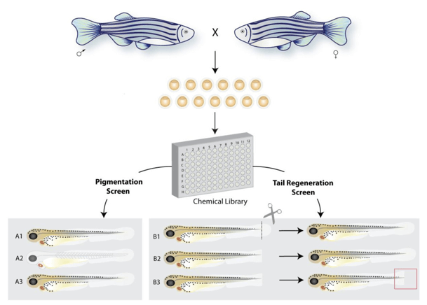 MagHelix™ Zebrafish Screening Platforms - Creative Biostructure MagHelix™ Zebrafish Screening Platforms - Creative Biostructure
