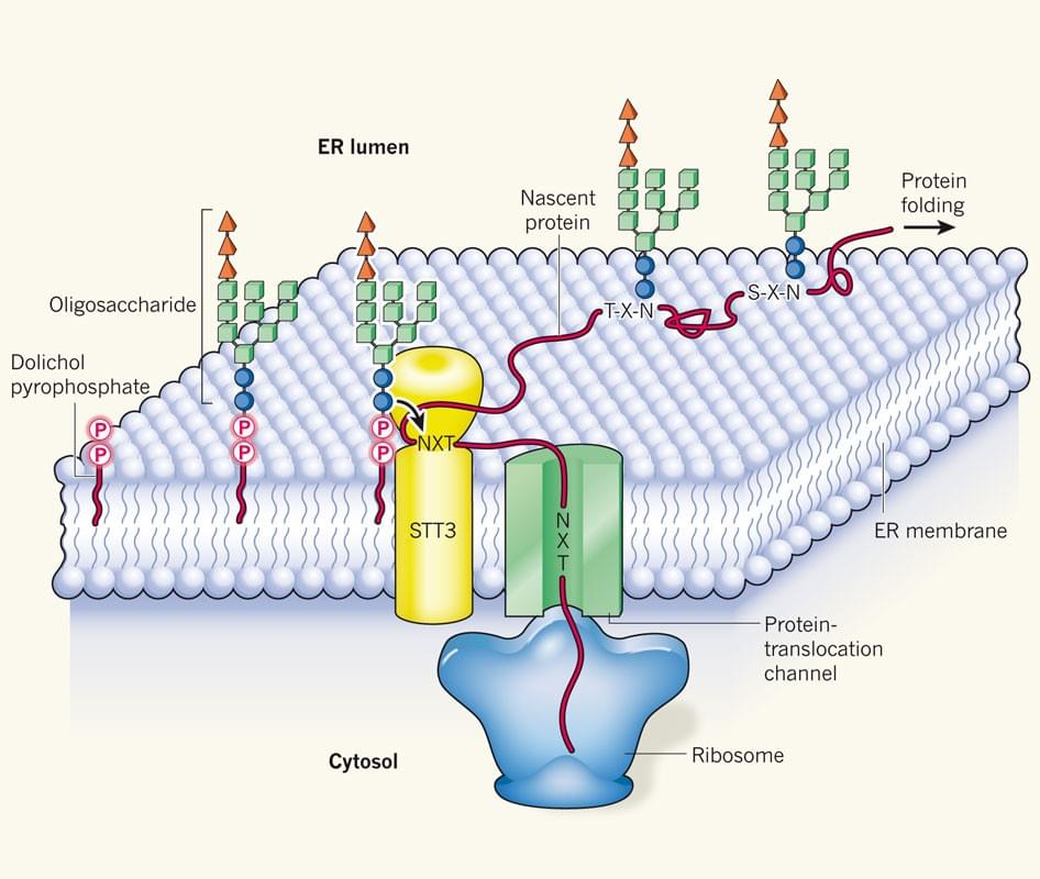 Custom MemPro™ Oligosaccharyl Transferase (OST) - Creative Biostructure