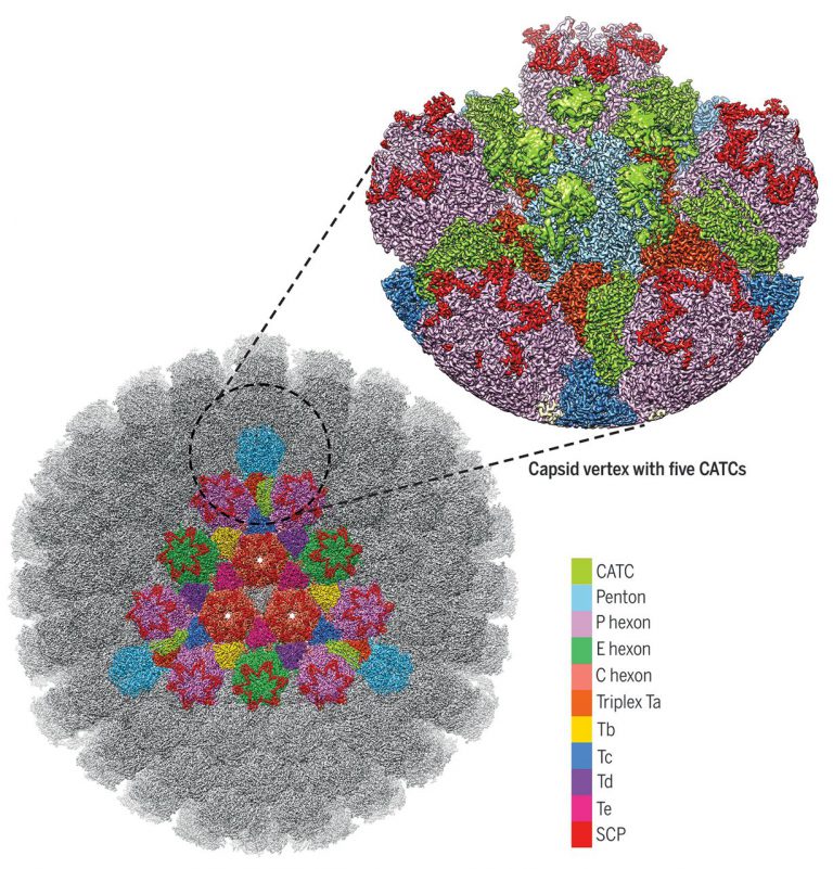 Three-Dimensional Structures of the Herpesvirus HSV-1/HSV-2 Capsid Revealed – Creative ...