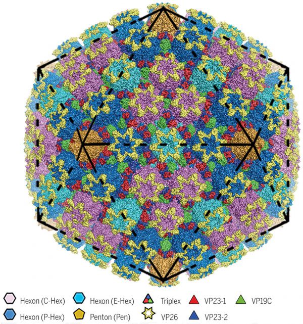 Three-Dimensional Structures of the Herpesvirus HSV-1/HSV-2 Capsid Revealed – Creative ...