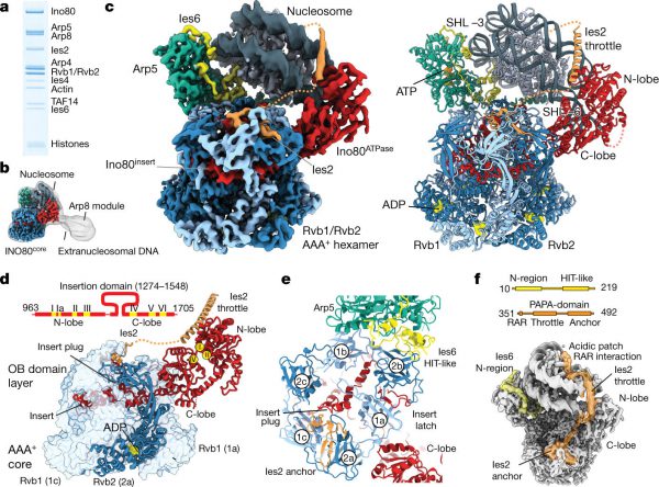 Structure of INO80–nucleosome Complex Found – Creative Biostructure Blog