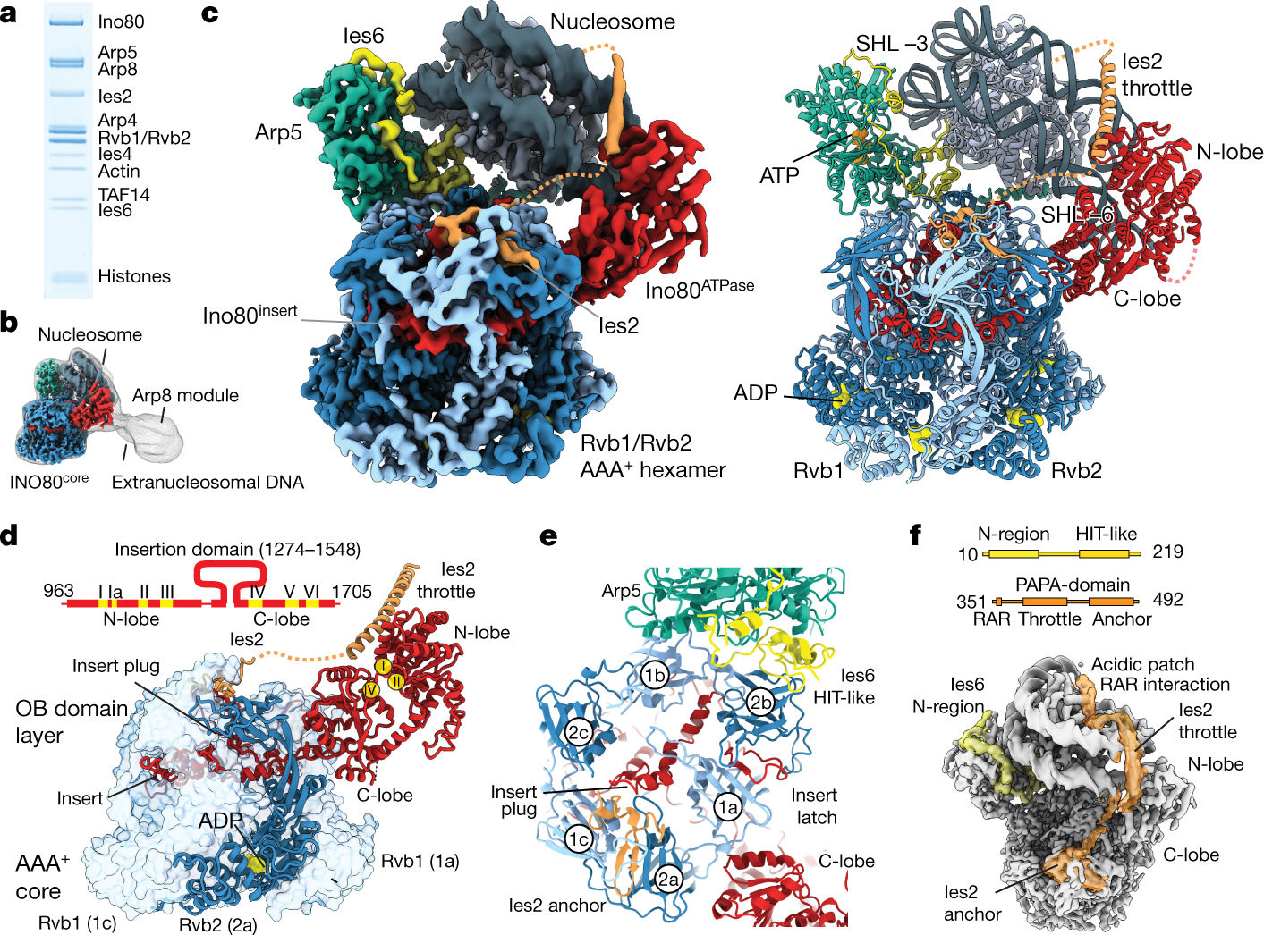Structure of INO80–nucleosome Complex Found – Creative Biostructure Blog