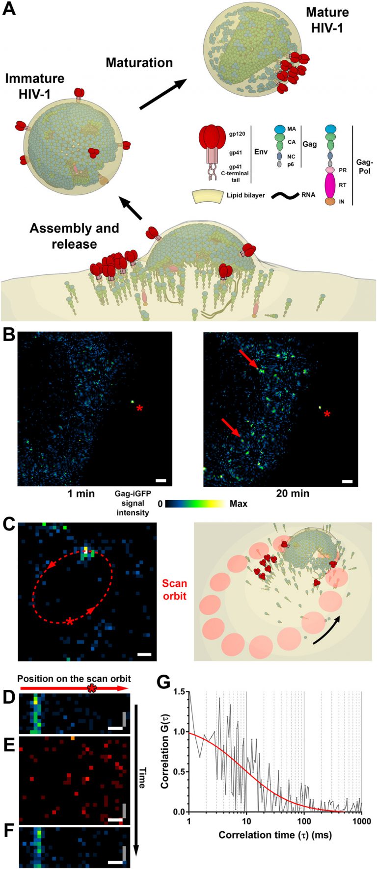 Visualizing How HIV Multiplies In vivo with High Resolution – Creative ...