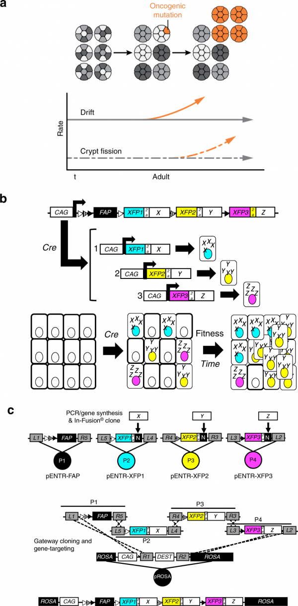 Using New Imaging Technology to Reveal the Mechanism of Cancer Cell ...