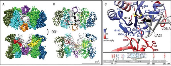 Science: Structurally Revealing the Mechanism of INSTI Drug Binding to ...