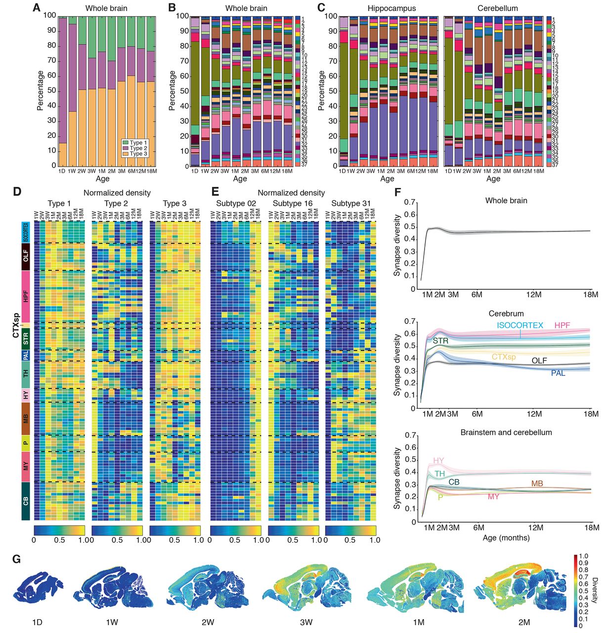 Brain Imaging Reveals the Mysteries of Aging – Creative Biostructure Blog