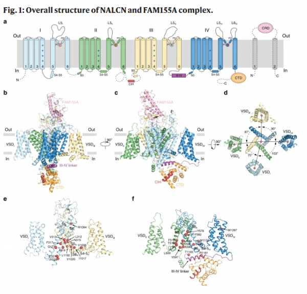 The High Resolution Structure of NALCN-FAM155a Subchannel Complex Is ...