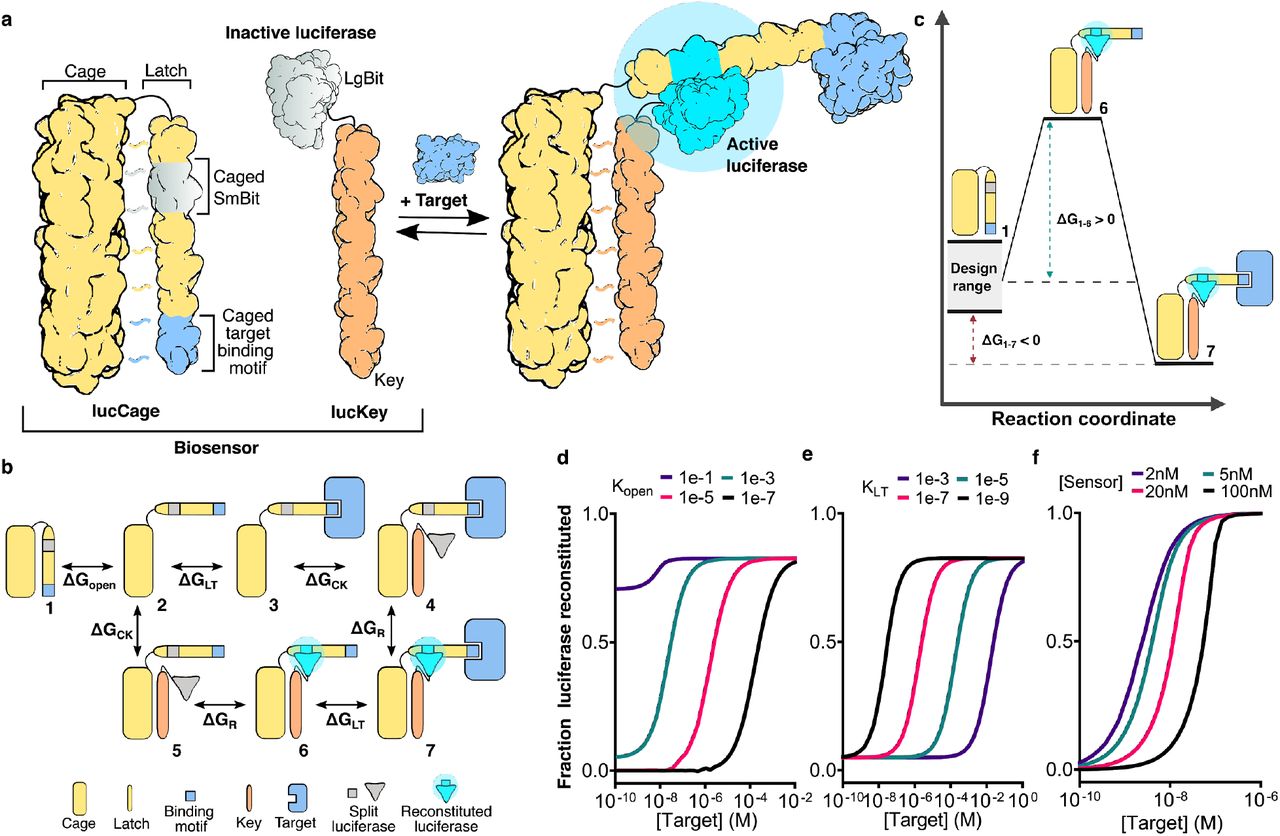 A Novel Protein Based Biosensor for Rapid Detection of Coronavirus ...