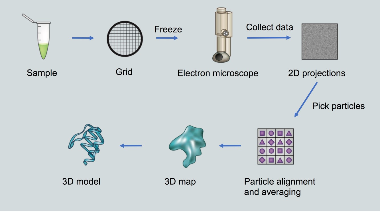 Cryo-EM Services - Creative Biostructure Cryo-EM Services - Creative Biostructure