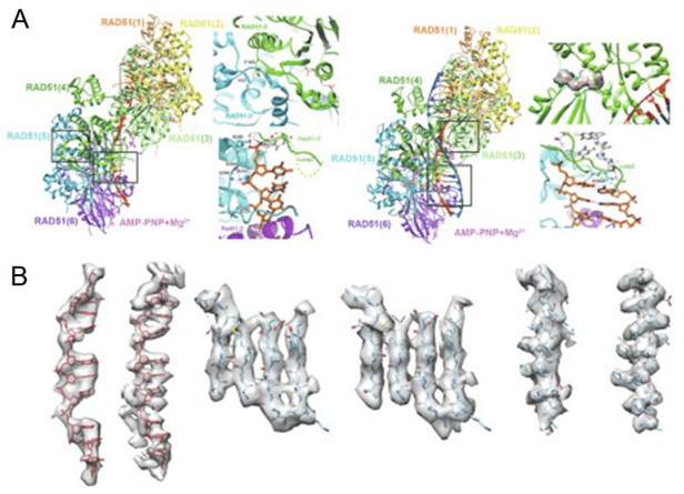 Cryo-EM for Filaments