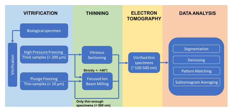 Cryo-Electron Tomography (Cryo-ET) - Creative Biostructure