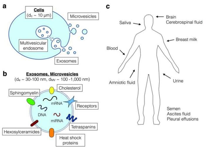 Exosome Analysis and Characterization