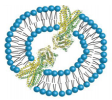 Liposomes Technology - Creative Biostructure