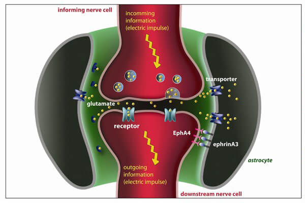MemPro™ EPHA4 - Creative Biostructure