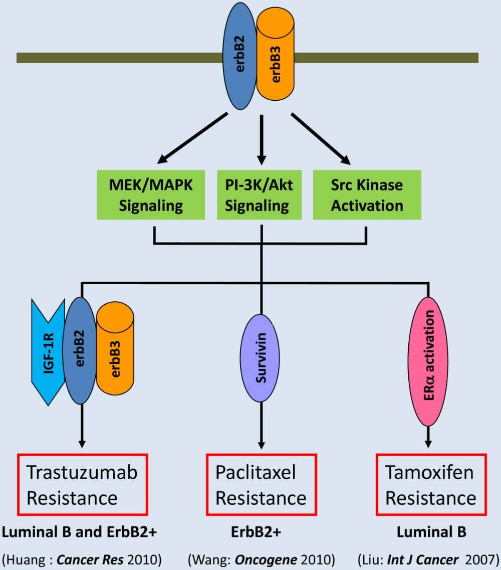 MemPro™ HER3/ErbB3 - Creative Biostructure