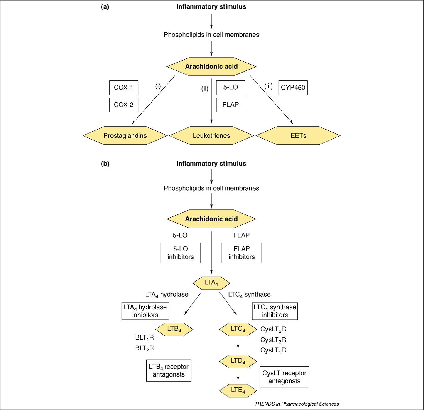 MemPro™ 5-Lipoxygenase–Activating Protein - Creative Biostructure