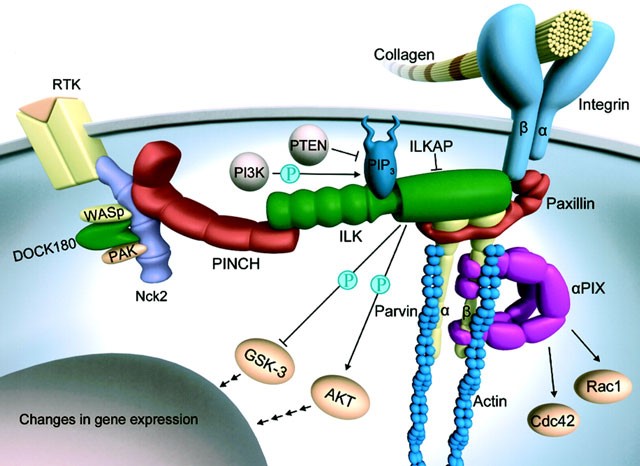 Mempro™ Cell-Based Integrin Production - Creative Biostructure Mempro™ Cell-Based Integrin Production - Creative Biostructure