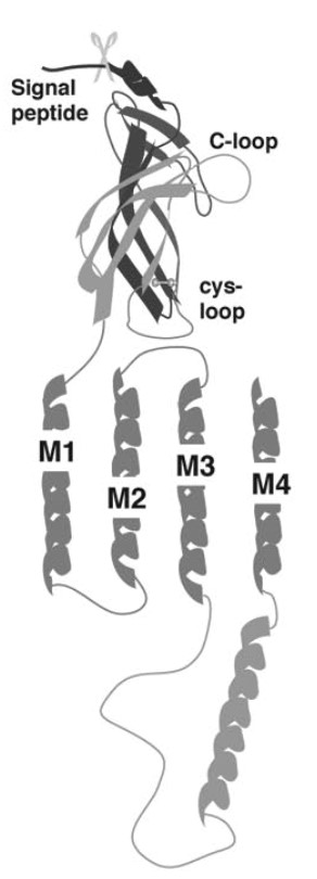 Mempro™ Cell-Based Pentameric Ligand-Gated Ion Channel Production ... Mempro™ Cell-Based Pentameric Ligand-Gated Ion Channel Production ...