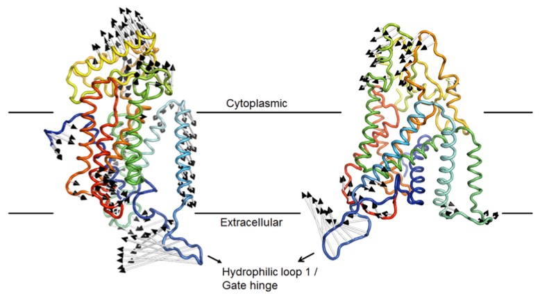 Mempro™ Cell-Based Peptidase AD Production - Creative Biostructure Mempro™ Cell-Based Peptidase AD Production - Creative Biostructure