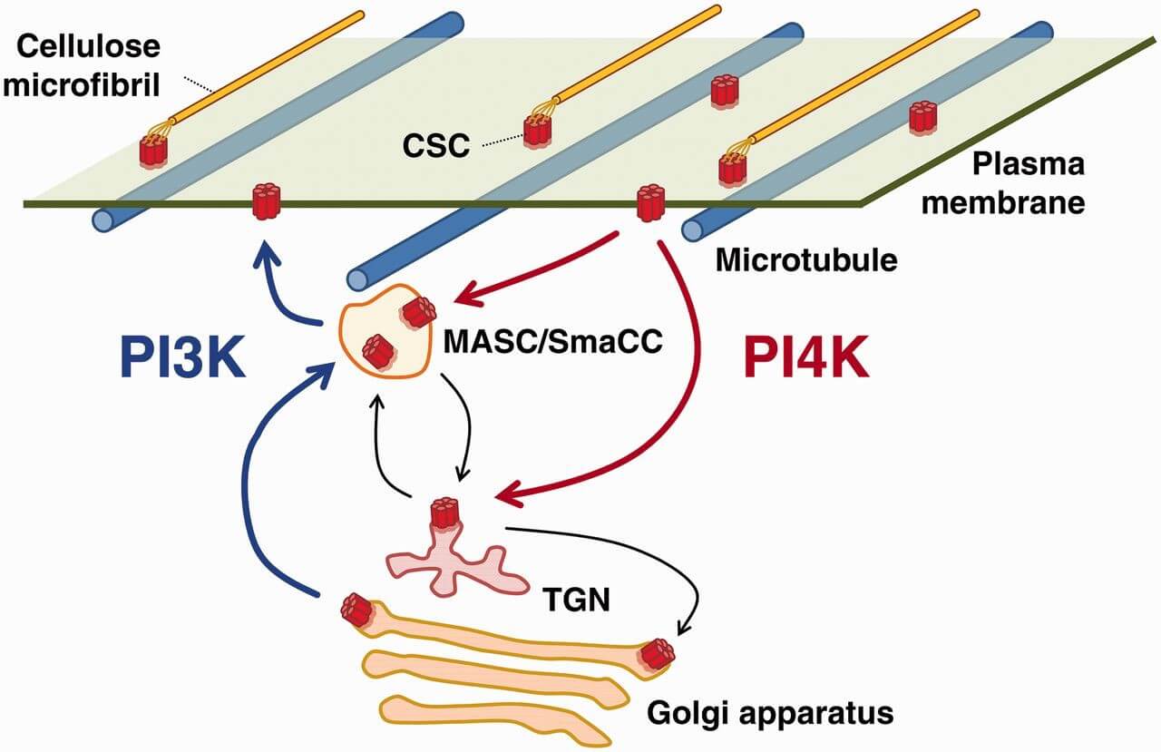 Mempro™ Cell-Based Phosphatidylinositol 3-/4-Kinase Production ... Mempro™ Cell-Based Phosphatidylinositol 3-/4-Kinase Production ...