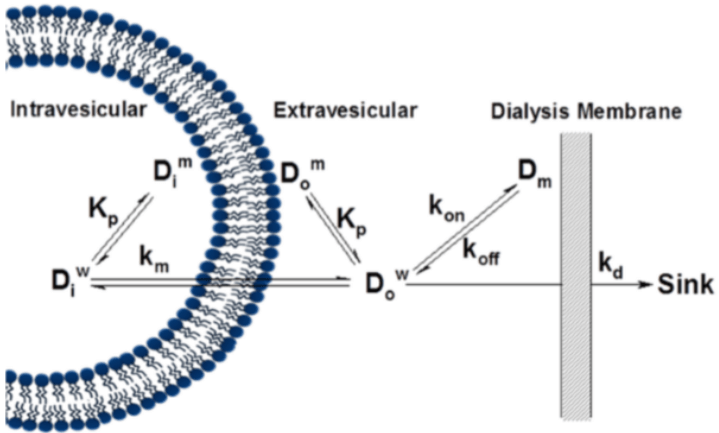 Liposome Drug Release Kinetics - Creative Biostructure