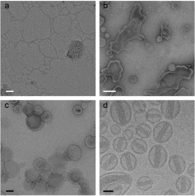 Liposome Visualization - Creative Biostructure