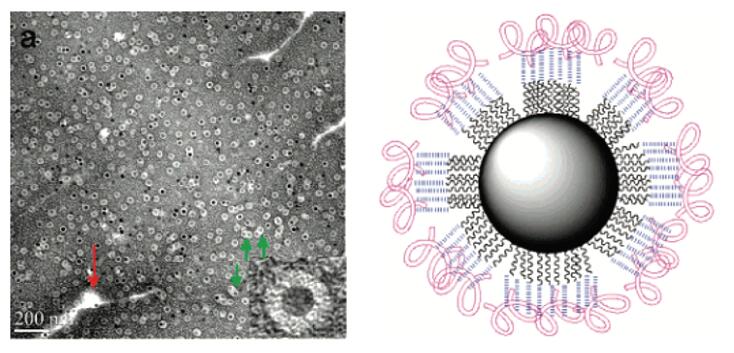 Mempro™ Virus-like Particles (VLPs) Modification - Creative Biostructure