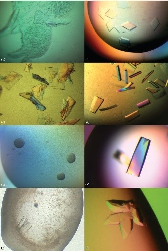 Protein Crystallization - Creative Biostructure