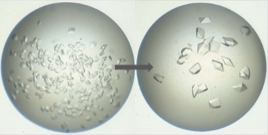 Protein Crystallization - Creative Biostructure