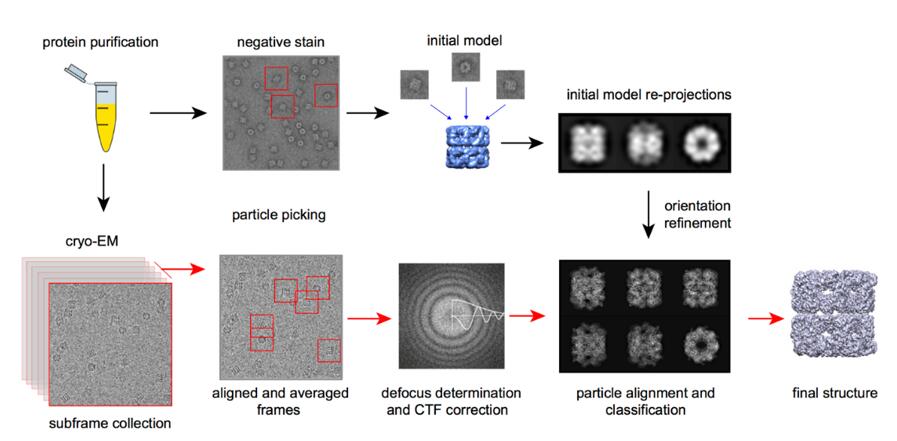 Comparison of Crystallography, NMR and EM - Creative Biostructure