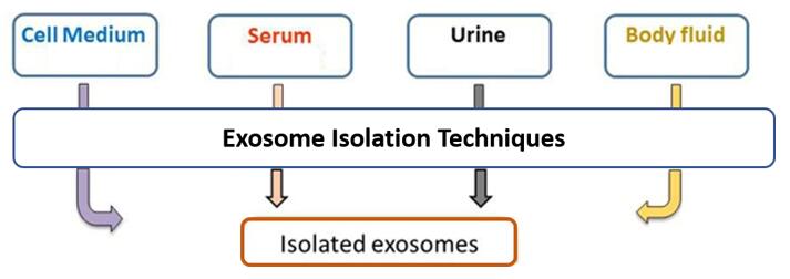Exosome Isolation and Purification