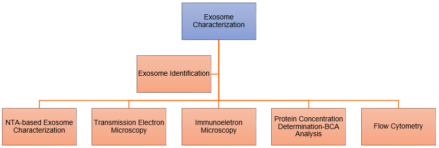 Exosome Characterization Services - Creative Biostructure Exosome Characterization Services - Creative Biostructure
