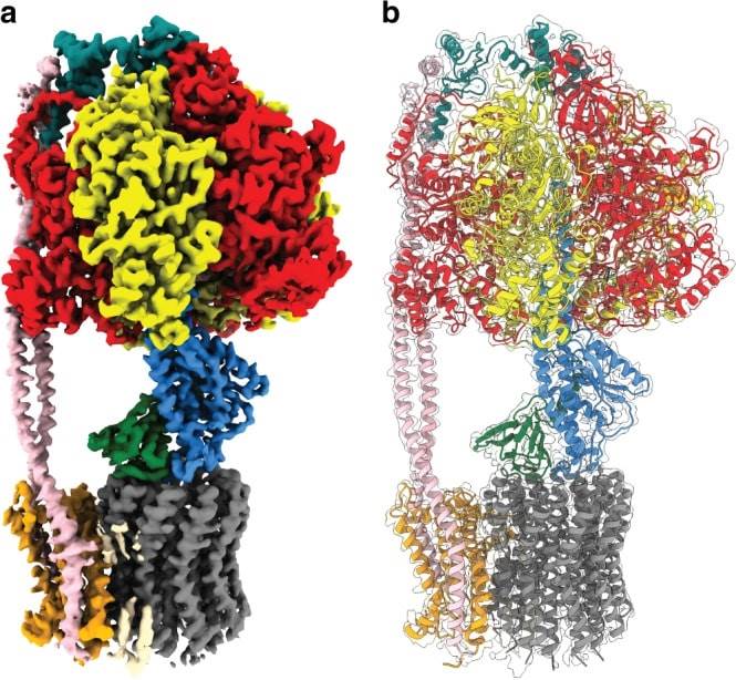 Structural Research of F-type ATPase - Creative Biostructure