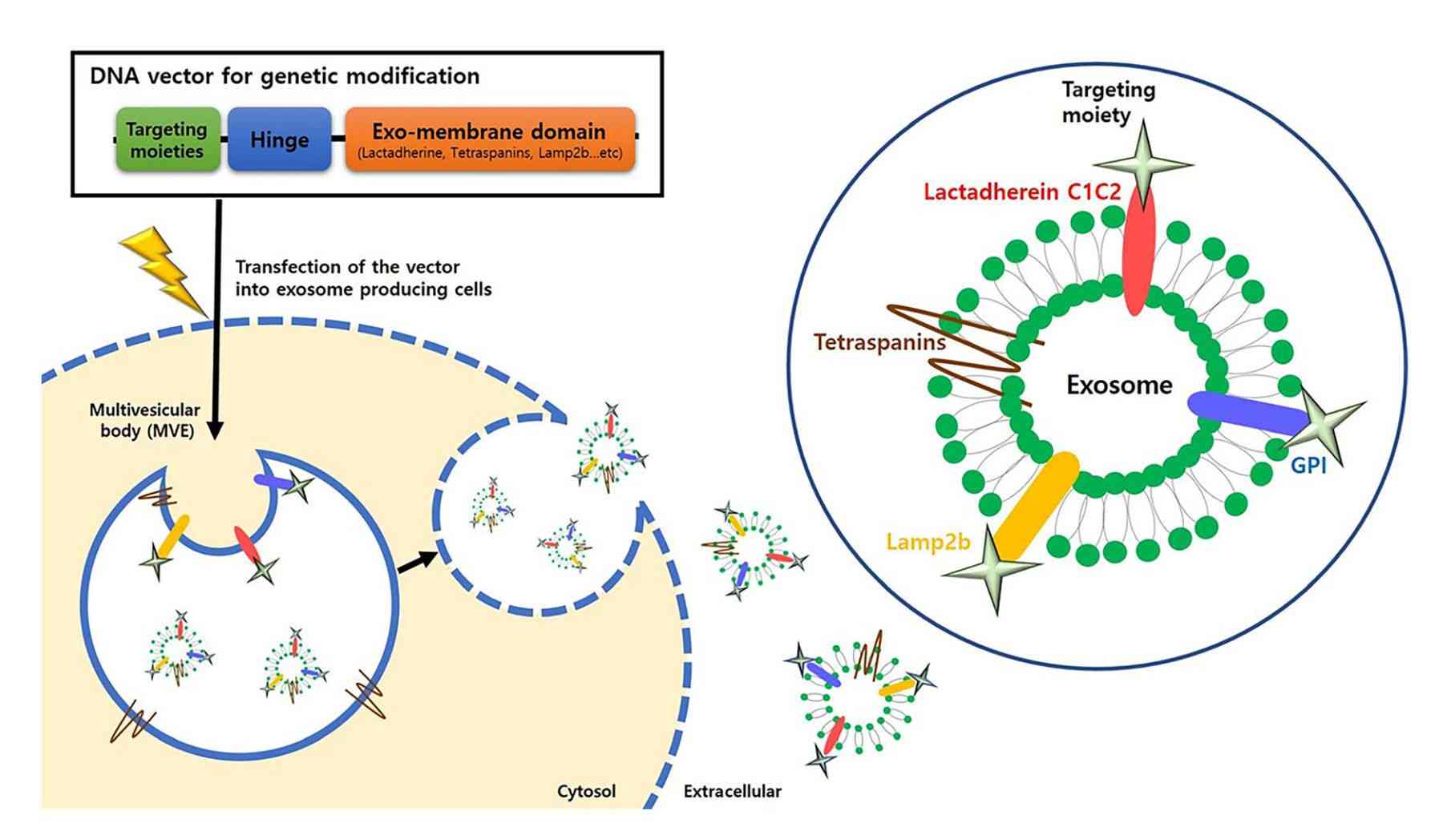 Exosomes Target Delivery Based on Genetic Engineering - Creative ...