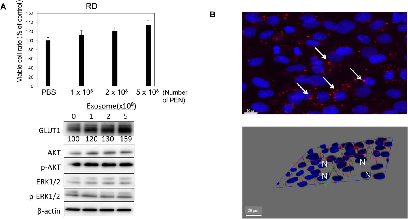 Exosomes Isolated from Plant - Creative Biostructure