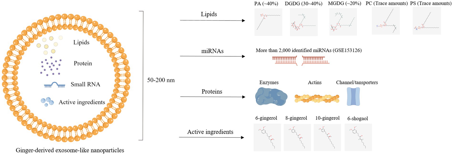 PNExo™ Exosome-Ginger - Creative Biostructure